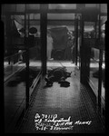 LAPD Vintage Crime Scene Photograph Gallery